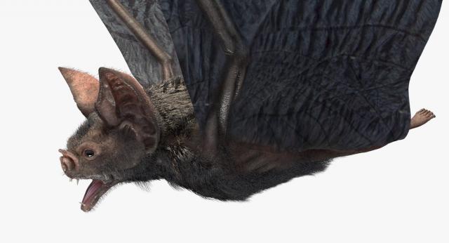 Vampire Bat with Fur (Rigged) | Best Of 3d Models